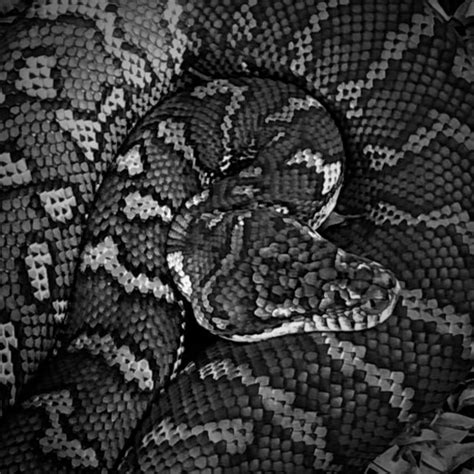 Sleeping Carpet Python Great Walks