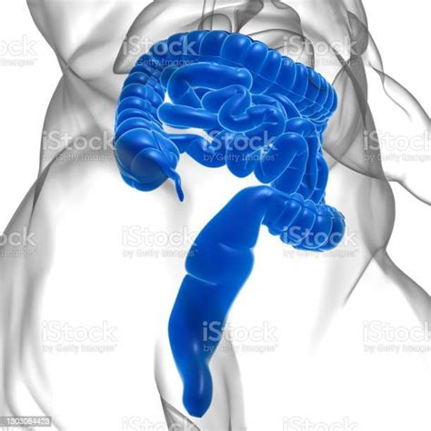 크고 큰 장 3d 일러스트 인간 소화 시스템 해부학 3차원 형태에 대한 스톡 사진 및 기타 이미지 3차원 형태 간 내부 기관 건강관리와 의술 Istock
