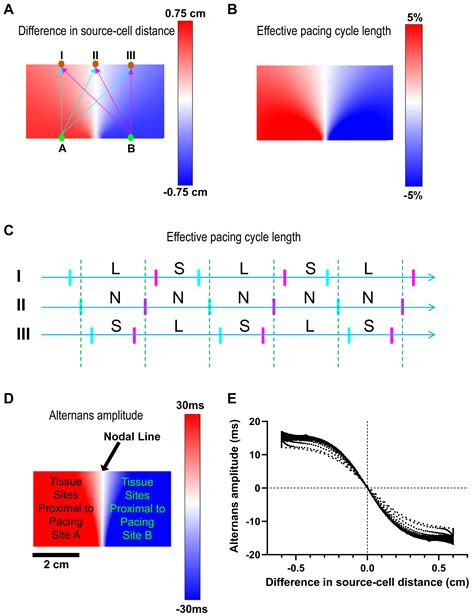 Spatially Discordant Alternans Due To Periodic Pacing Site Alternation