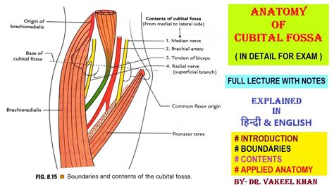 Cubital Fossa Diagram Fossa Cubital