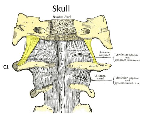 What Are The Intertransverse Ligaments Regenexx