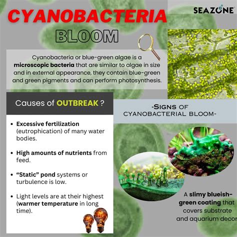 Exams And Me Blue Green Algae Biofertilizer