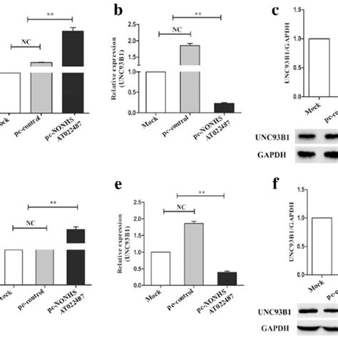 Downregulated Expression Of The Unc93b1 Gene By Over Expression Of Download Scientific Diagram
