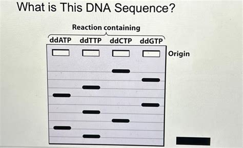 Solved What Is This Dna Sequence Reaction Containing Ddatp