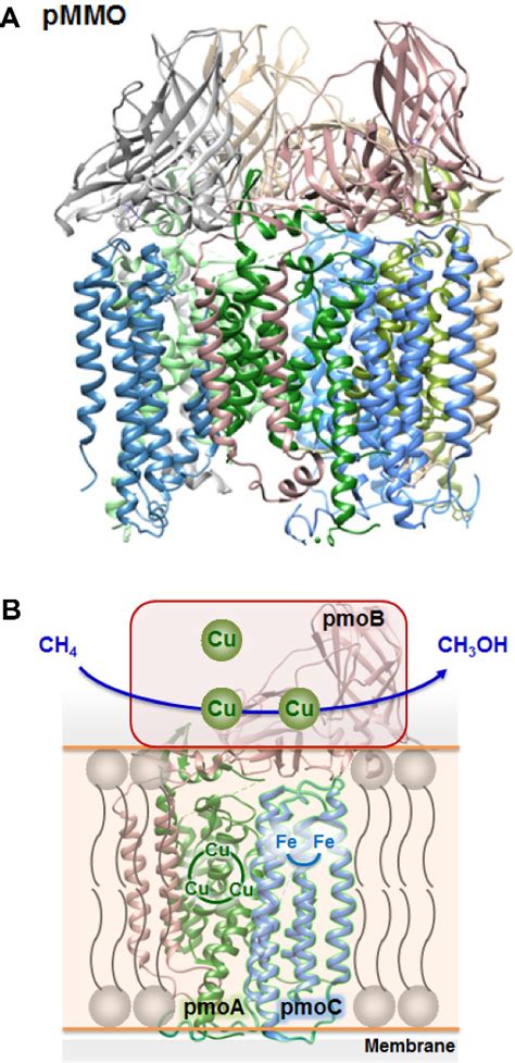 Figure 1 From Biocatalytic Conversion Of Methane To Methanol As A Key Step For Development Of