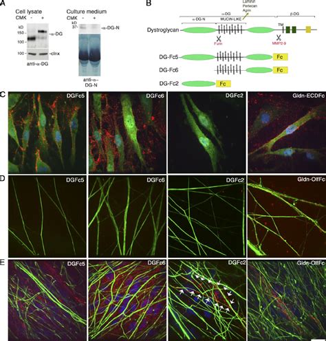 Dg Fragments Can Be Secreted And Bind Scs And The Ecm Via The Download Scientific Diagram