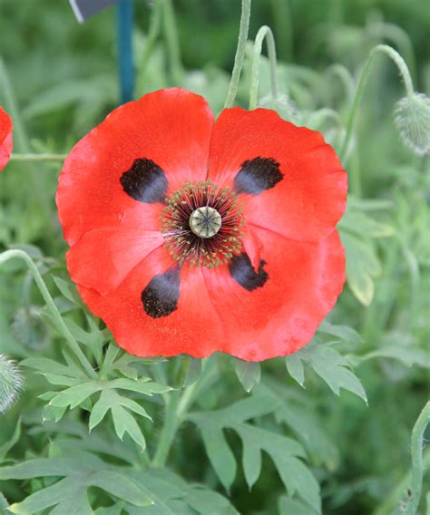 Types Of Poppies Uk