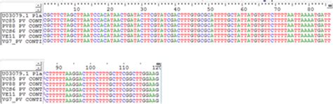 Multiple Sequence Alignment Of 18s Rrna Of Nigerian Plasmodium Vivax