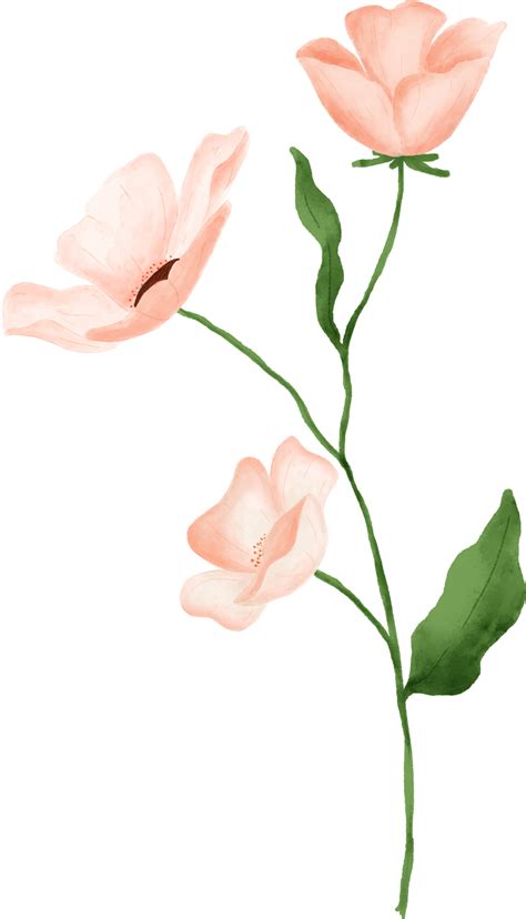 Flor Rosa Deixa Aquarela Floral Para Decoração 11306364 Png