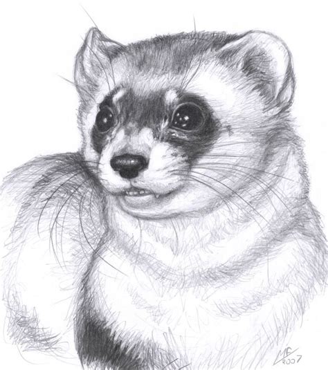 Ferret Face Drawing At Joshua Tyler Blog
