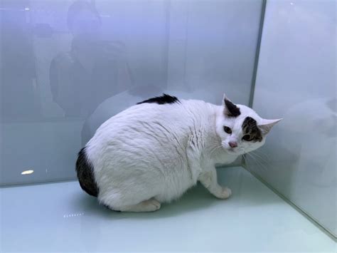 코리안숏헤어 자두 사모예드특징 스피츠특징 시바견특징 시베리안허스키특징 시츄특징 요크셔테리어특징 웰시코기특징 이탈리아그레이하운드특징 치와와특징 코카스파니엘특징 폼스키특징 폼치