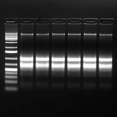 A Universal Protocol For High Quality DNA And RNA Isolation From Diverse Plant Species
