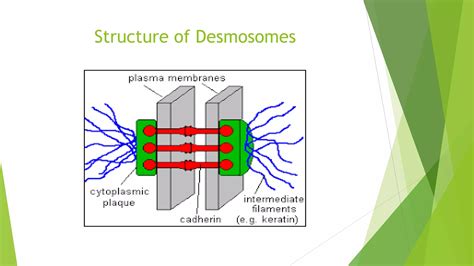 Desmosomes And Hemidesmosomes Pptx Biological Sciences Science