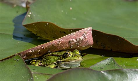 …nicht Jeder Frosch Hat Einen Sonnenschirm Forum Für Naturfotografen