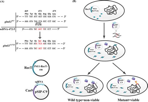 Crisprcas9 Assisted Ssdna Recombineering In Lactobacillus Plantarum