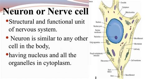 Nervous System Neuron And Neuroglial Cells Structure Of Neuron And Types Of Neuroglial Cells Ppt