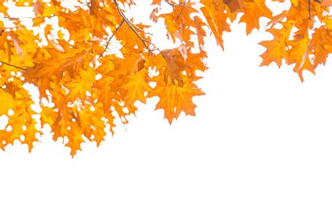 가을 배경 흰색 배경에 고립 된 노란색 참나무 잎이있는 가지 0명에 대한 스톡 사진 및 기타 이미지 0명 10월 11월 Istock