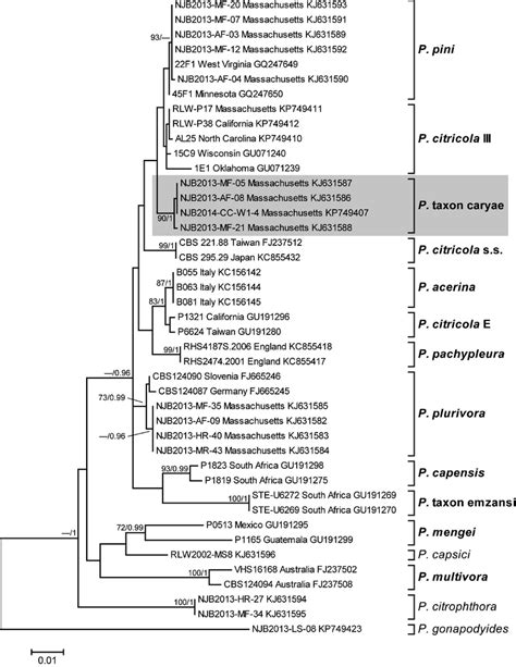Maximum Likelihood Tree Based On Partial Cox1 Sequences Of Species
