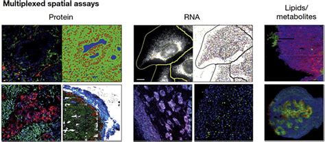 Multiplexed Spatial Assays Source Ref 8 Download Scientific Diagram