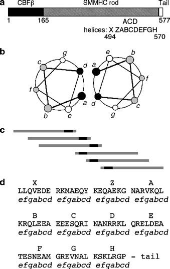 Identification Of A Region On The Outer Surface Of The Cbfβ Smmhc Myeloid Oncoprotein Assembly
