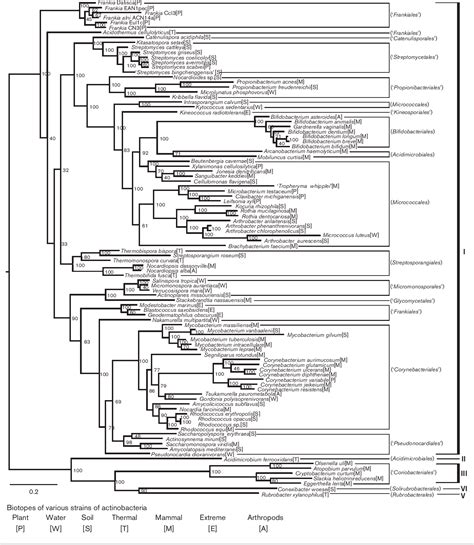 Micrococcales Semantic Scholar