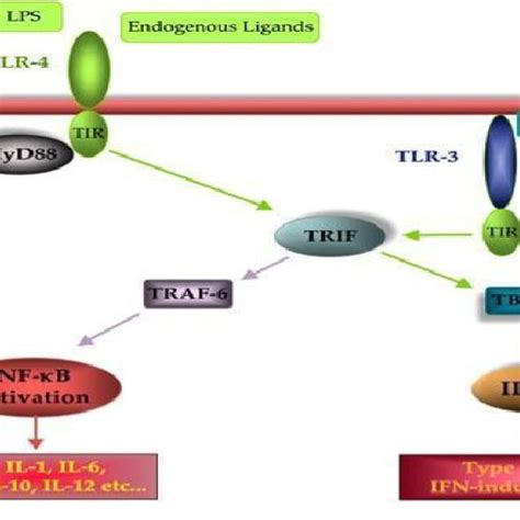 Tlr Signalling Pathways Transmembrane Tlrs Represented Here By Tlr4