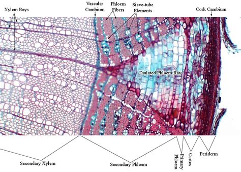 Phloem Labelled