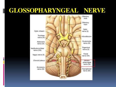 Trigeminal Nerve Glossopharyngeal And Hypoglossal Nerves