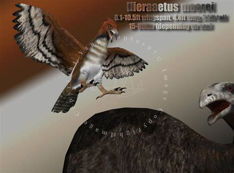 Haasts Eagle Profile By Yapporaptor97 On Deviantart