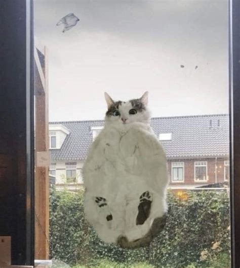 35 Funny Pictures Of Cats Stuck In Places They Shouldn T Be Artofit