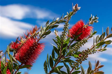 How To Care For Callistemon Viminalis Complete Guide And Essential Tips
