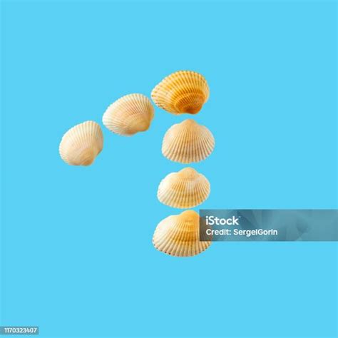 부드러운 연한 파란색 배경에 고립 된 바다 조개에서 번호 하나 0명에 대한 스톡 사진 및 기타 이미지 0명 1 1위 Istock