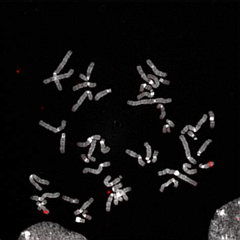 gimp use in cytogenetics applications gnome discourse