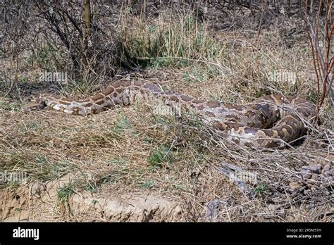 Indian Rock Python Python Molurus Keoladeo National Park Bharatpur