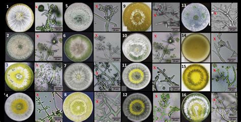 Morphological Characteristics Of Trichoderma Species Colony Grown On Download Scientific