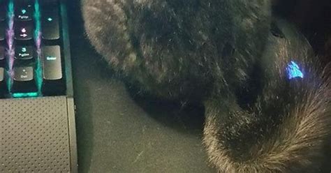 So My Mouse Stopped Working And Im Not Sure Why Rpcmasterrace