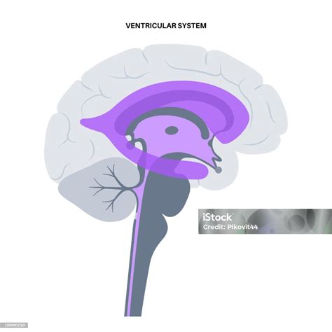 Vetores De Anatomia Do Sistema Ventricular E Mais Imagens De Ordem