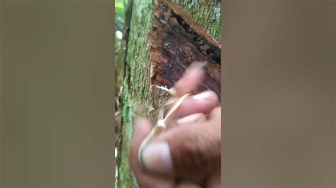 Asmr Scratching Scratcing Asmr Rubber Tree Asmr Satisfyingasmr Asmr Shorts Short Day