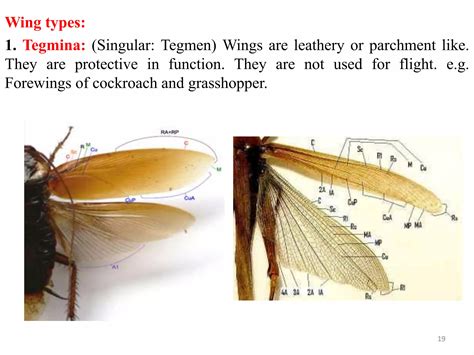 Types Of Insect Wings PPTX