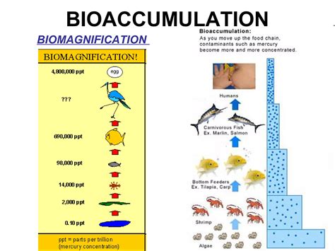 06 Bioaccumulation Ppt