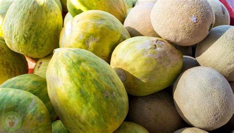 What Is A Crenshaw Melon Discover This Delicious Fruit