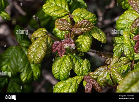 Closeup Poison Oak Toxicodendron Diversilobum Leaves And Berries Along The Pacific Coast