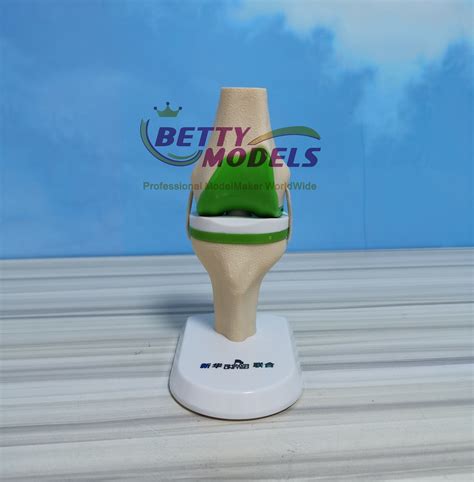 Bone Of Body Scale Model With Colour Physical China Bone Model And