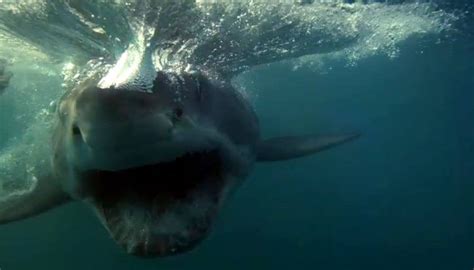 Great White Mega Splash R Sharks