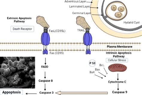 Host Innate Immune Response Inflammasome Tlrs And Apoptosis Against