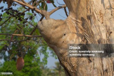 마른 나무 그루터기는 녹색 잔디 스탠드아름답게 건립과 조화로 혼합 보이는 중앙 테마를 가지고있다 0명에 대한 스톡 사진 및 기타 이미지 Istock