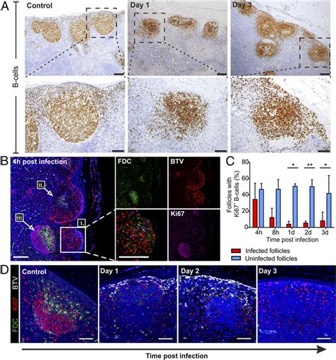 Fdc Infection Alters B Cell Localization And Halts Centroblasts Download Scientific Diagram