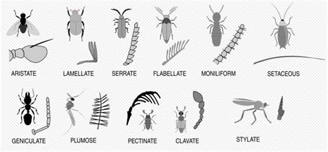 Antennae Vs Antenna At George Tarenorerer Blog