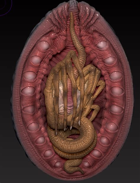 Anatomie Du Facehugger