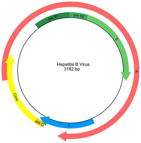 Hepatitis B Virus Genome